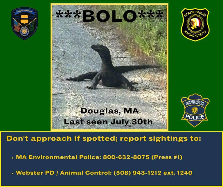 Look: Escaped monitor lizard returns to Massachusetts, evades capture