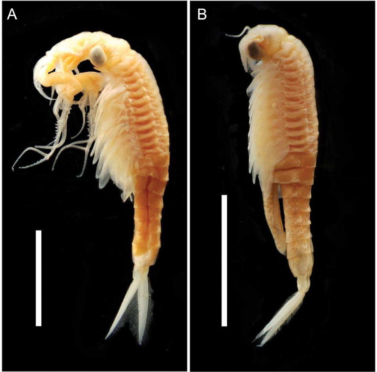 ‘Eyeless' animals and ‘fairy' creatures: See this week's new species ...