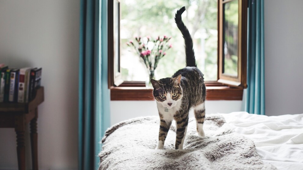 Why Cats Twitch Their Tails and What It Means