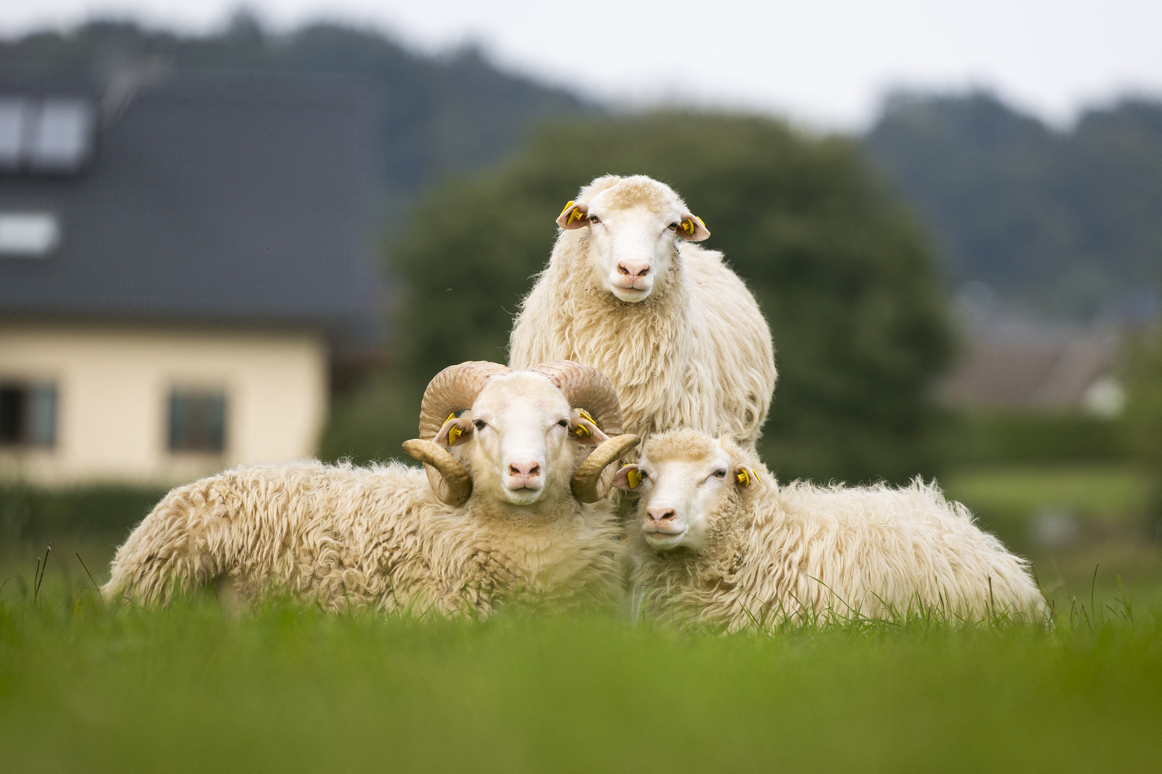 Sheep are so much more than livestock. They are literary influencers.