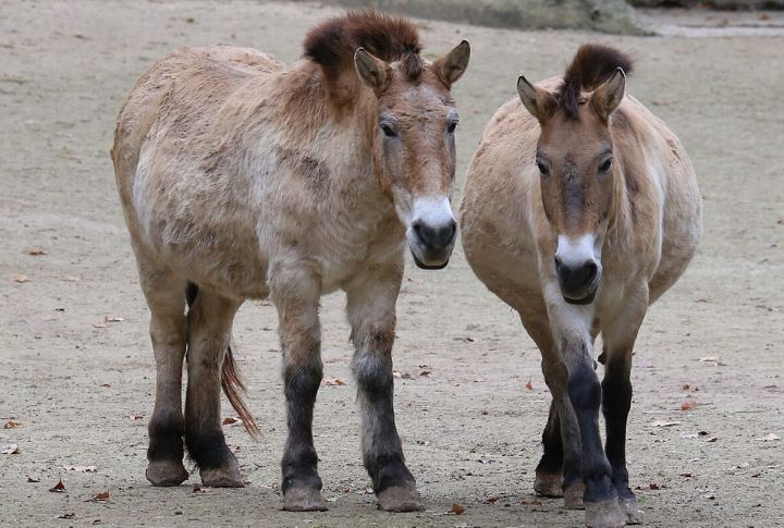 10 Fascinating Facts About The Przewalski's Horse