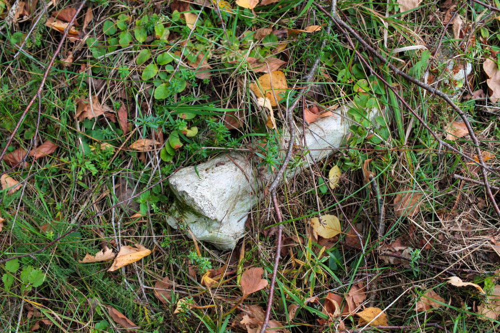 Why Don't We See More Dead Animal Remains While Strolling in the Woods?