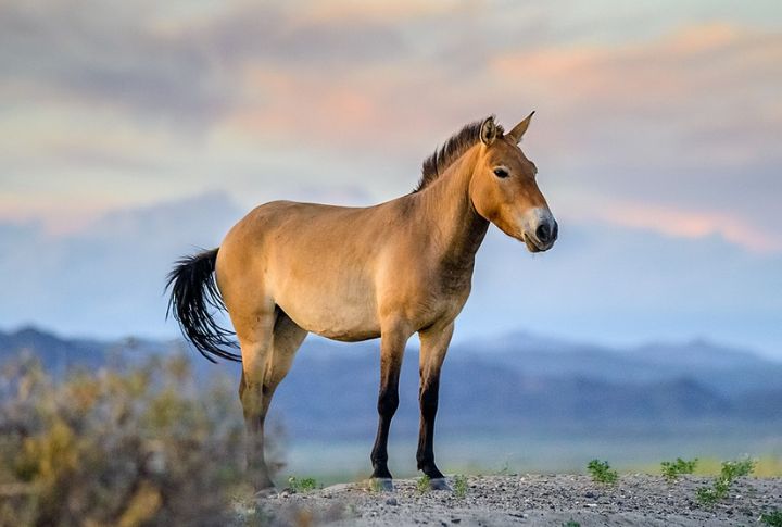 10 Fascinating Facts About The Przewalski's Horse