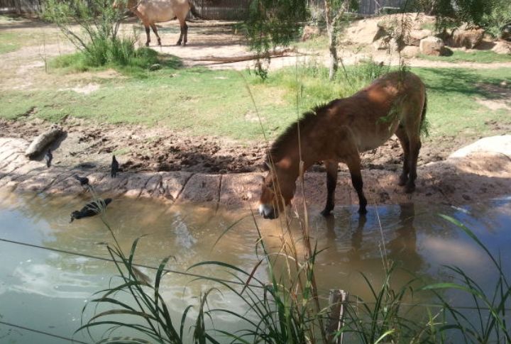 10 Fascinating Facts About The Przewalski's Horse