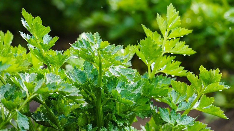 14 Mistakes Everyone Makes When Cooking With Celery