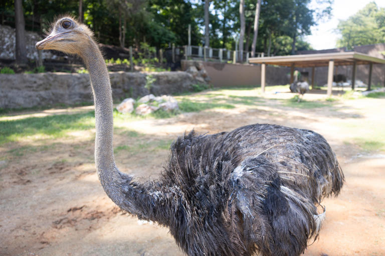 Hands-on ostrich feeding coming to Zoo Knoxville