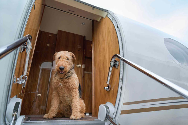 Dogs and Cats Without a 'Pet Passport' Will Be Denied Entry to These ...