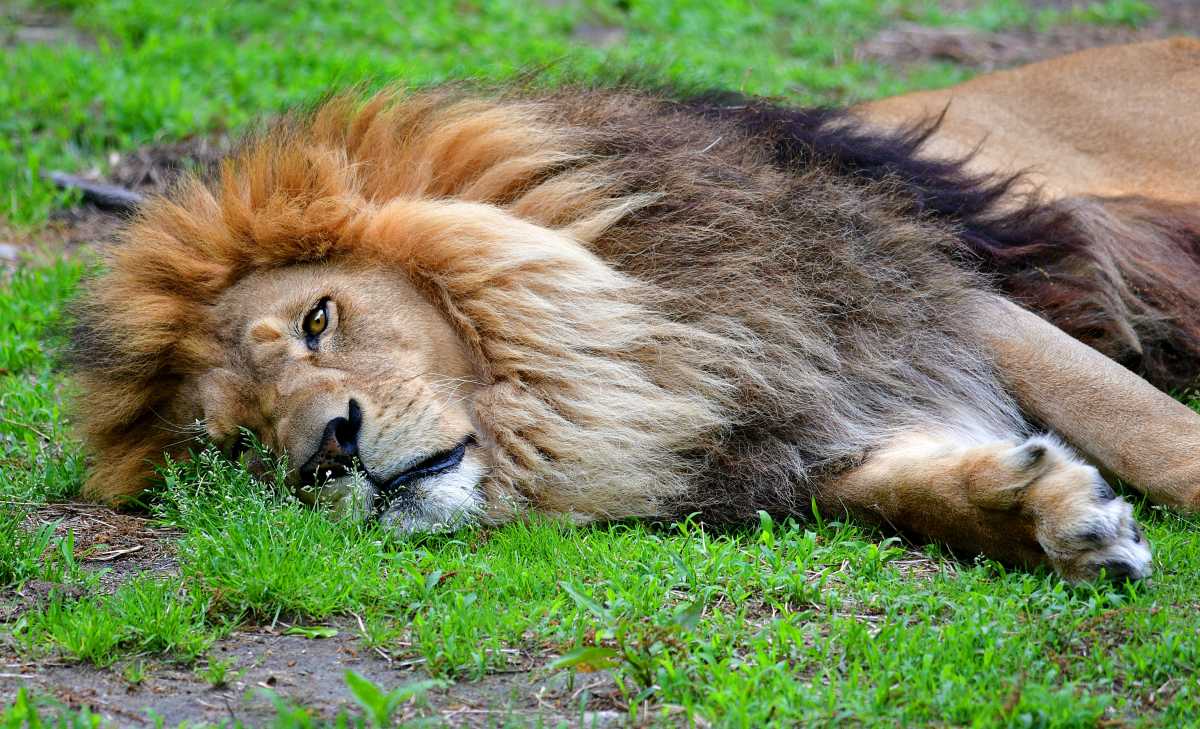 Trophy Hunter Facing 'International Outrage' For Killing Special Lion