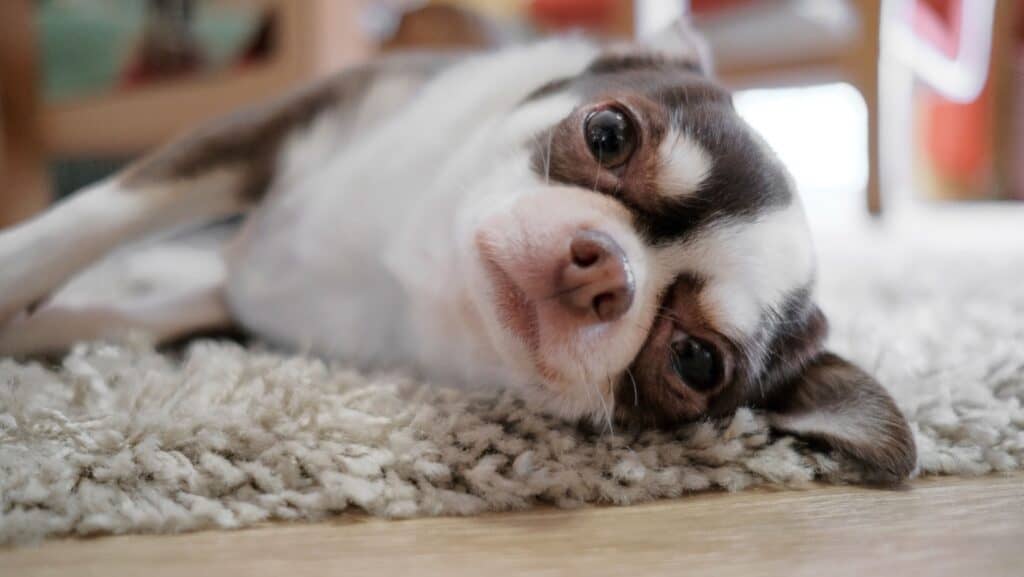 As a veterinarian, these 11 dog breeds are the only ones I would ...