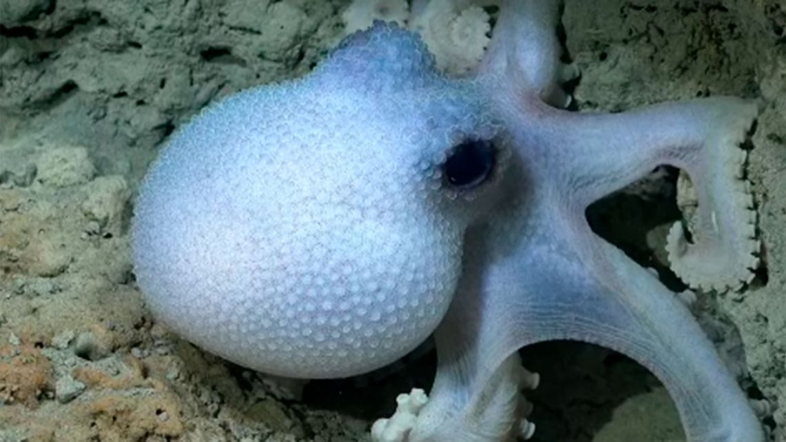 Dónde ver el streaming de la expedición marina del Conicet en el Cañón ...