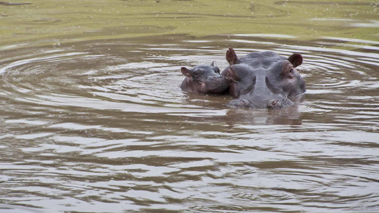 10 hippo facts that show why they’re more dangerous than they look