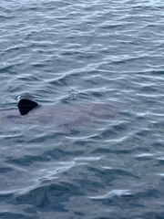 Watch: The incredible moment a 15ft baby basking shark is spotted ...