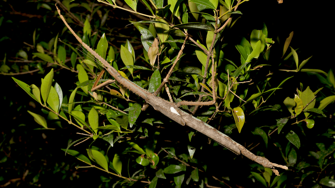 Supersized Stick Bug Discovered In Australia