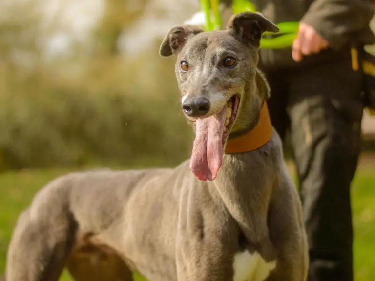 10 adorable dogs need forever homes including cuddly collie and ...