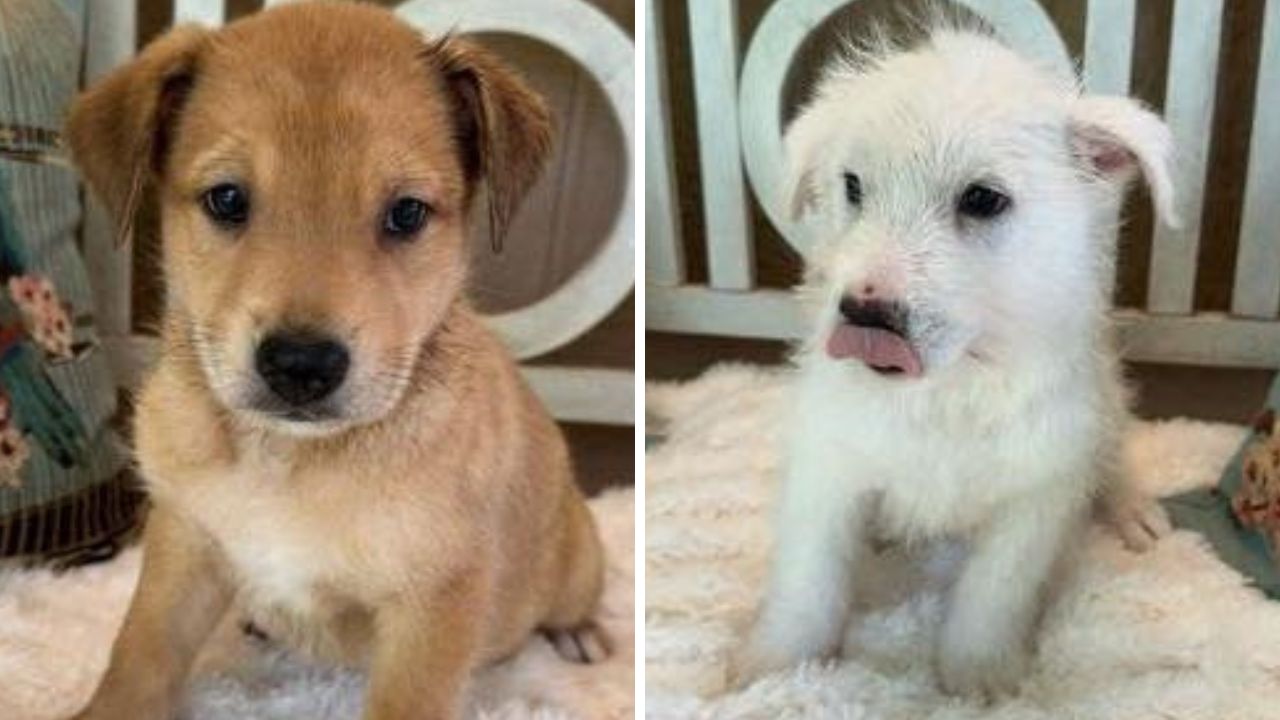 Massachusetts Dog Rescue Shares Pups Still in Need of Foster Homes