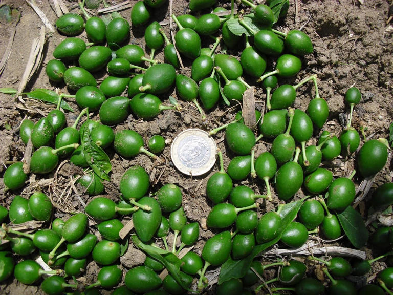 Aclareo de frutas en árboles frutales: técnicas, ventajas y momentos clave