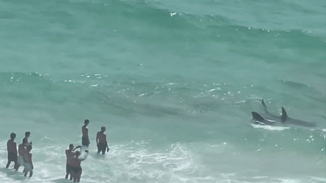 Waders Watch as Shark Fights Stingray at Florida Beach
