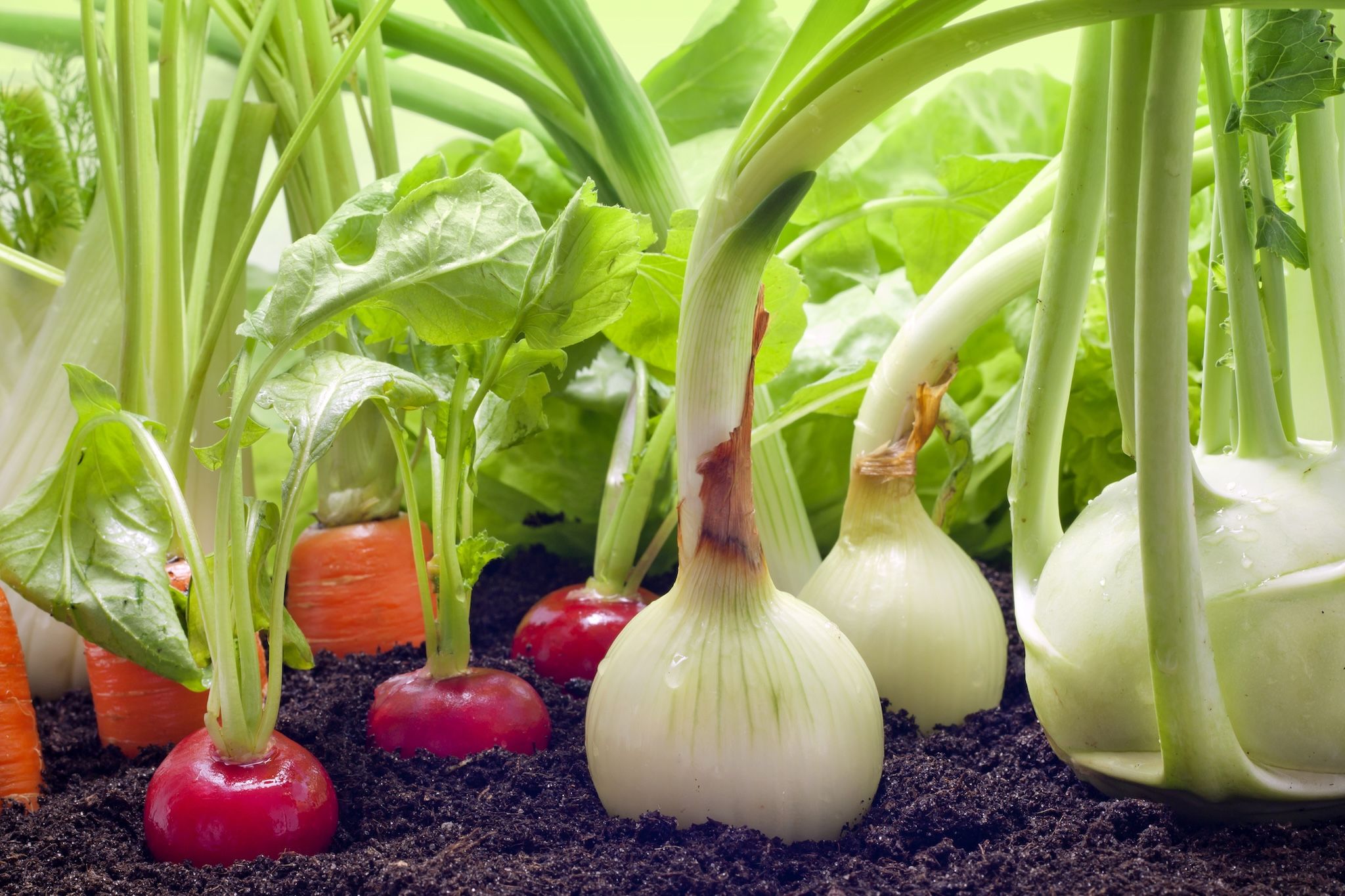 The Best Companion Plants to Make Your Onions Thrive