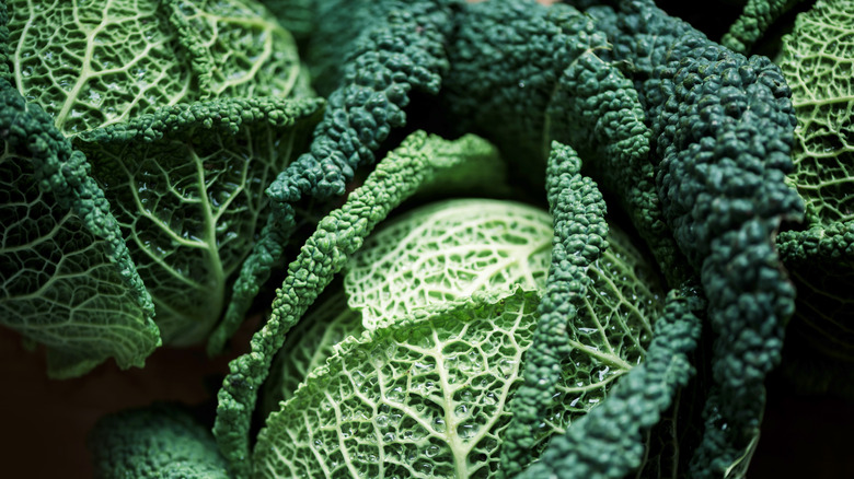 14 Types Of Cabbage Varieties, Explained