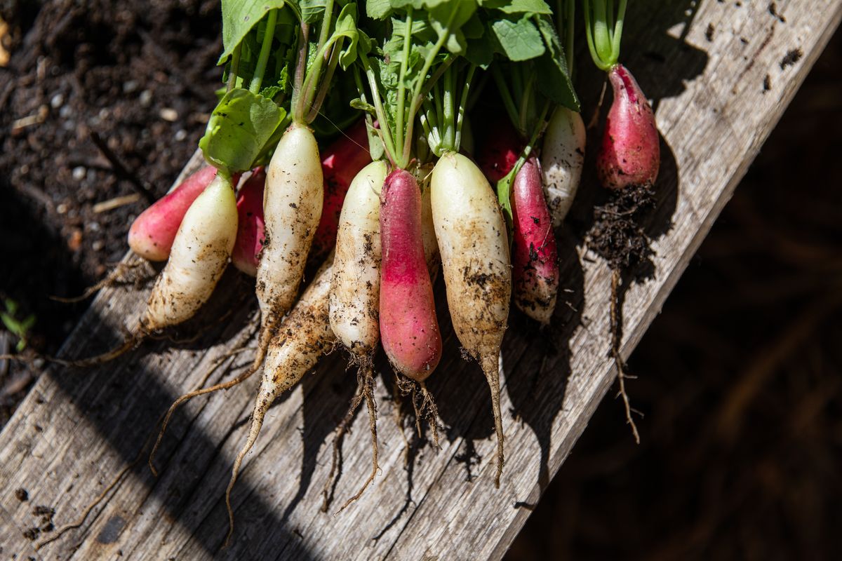 The Best Companion Plants to Make Your Onions Thrive