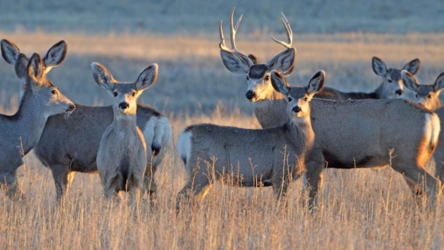 CPW Southeast Region to host public meeting on mule deer herd ...