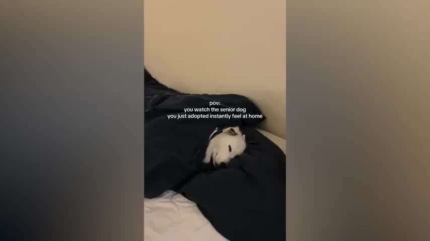 Senior Dog Adapts To Home