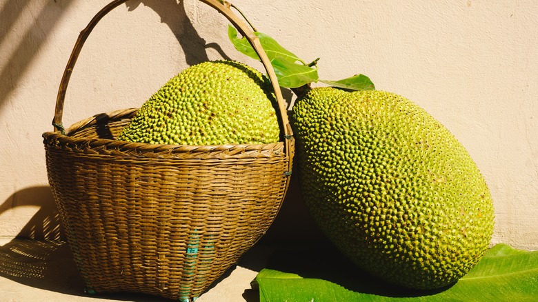 What is jackfruit, and how to cook with it