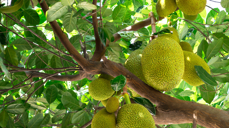 What is jackfruit, and how to cook with it