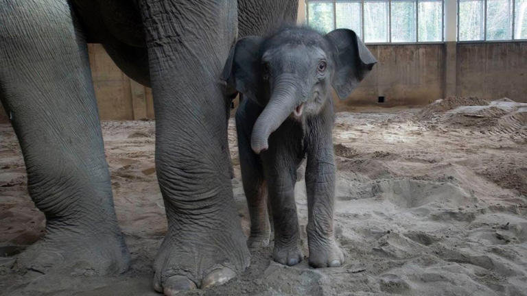 Happy half-birthday, Tula-Tu! Oregon Zoo's new baby Asian elephant ...