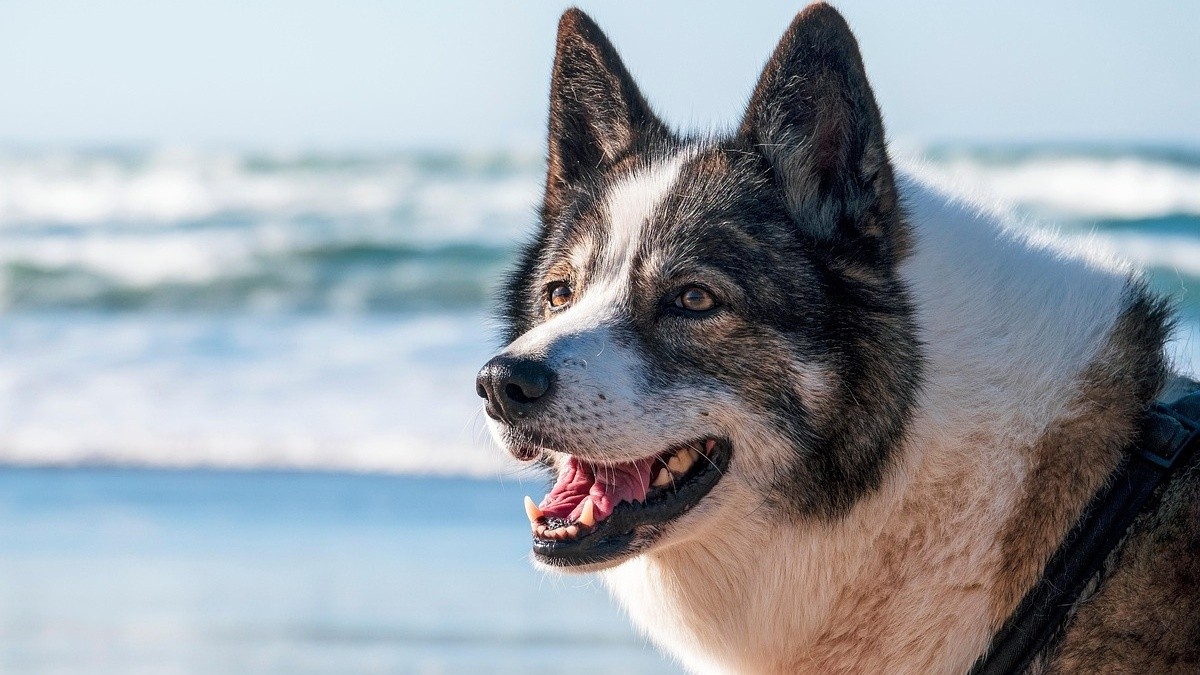 How to know if your dog is happy: 8 surefire tips