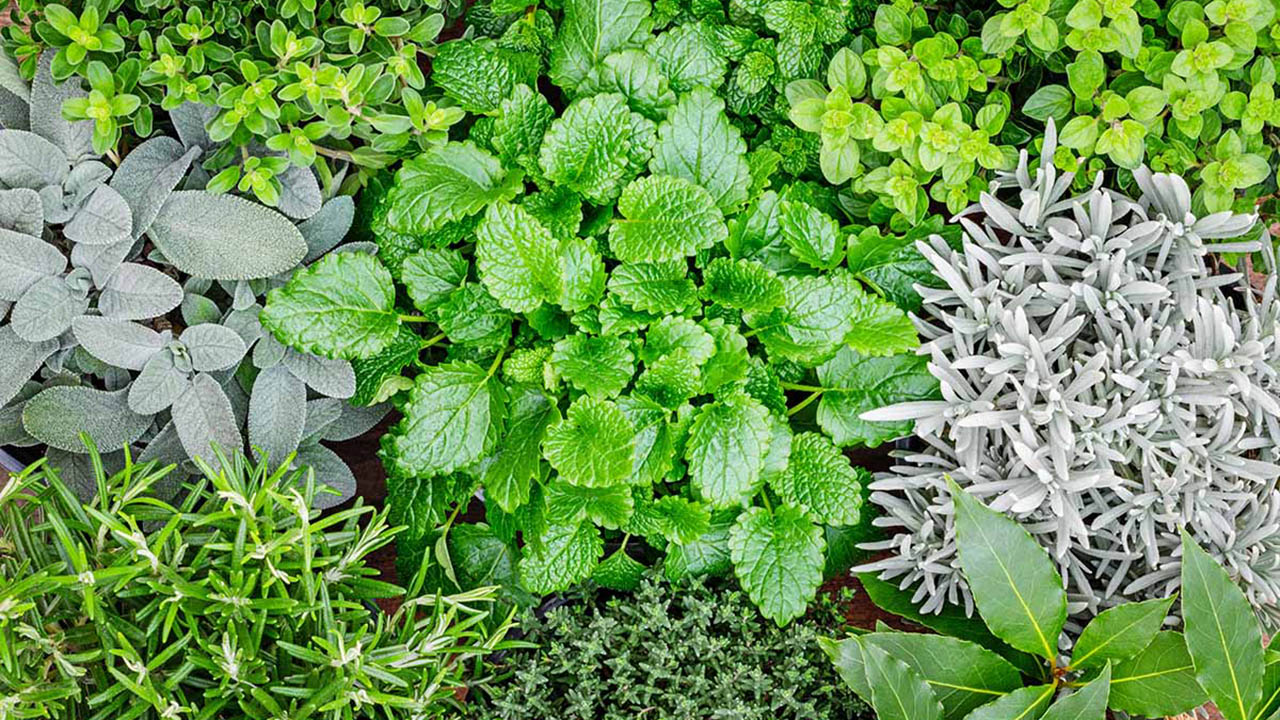 10 Herbs That Thrive in Container Gardens Even Through The Fall And ...