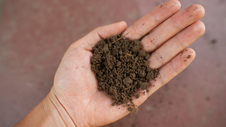 What You Should Know Before Gardening In Loamy Soil