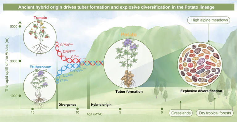 How ancient tomato genes created the potatoes we eat today