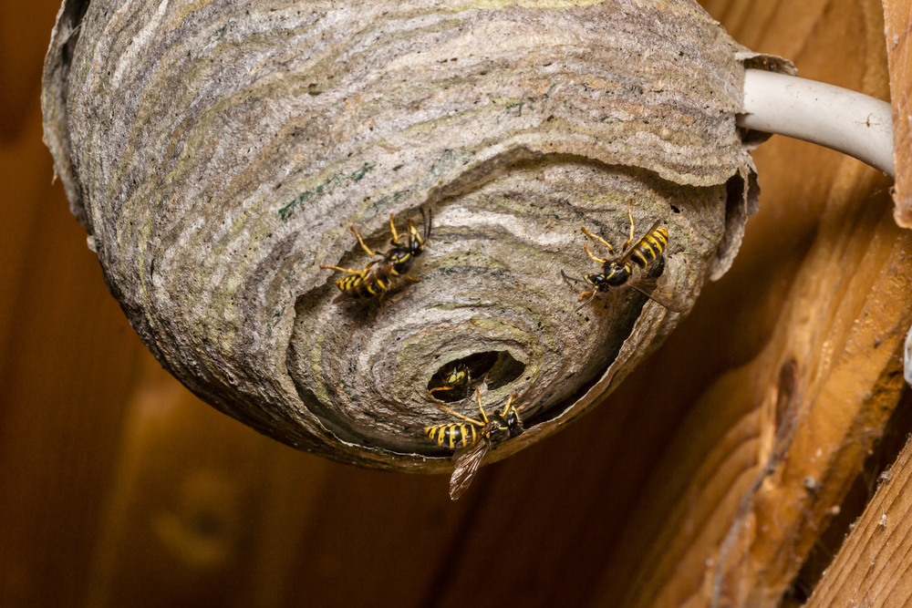Highly-Radioactive Wasp Nest Found at Nuclear Waste Facility With No ...