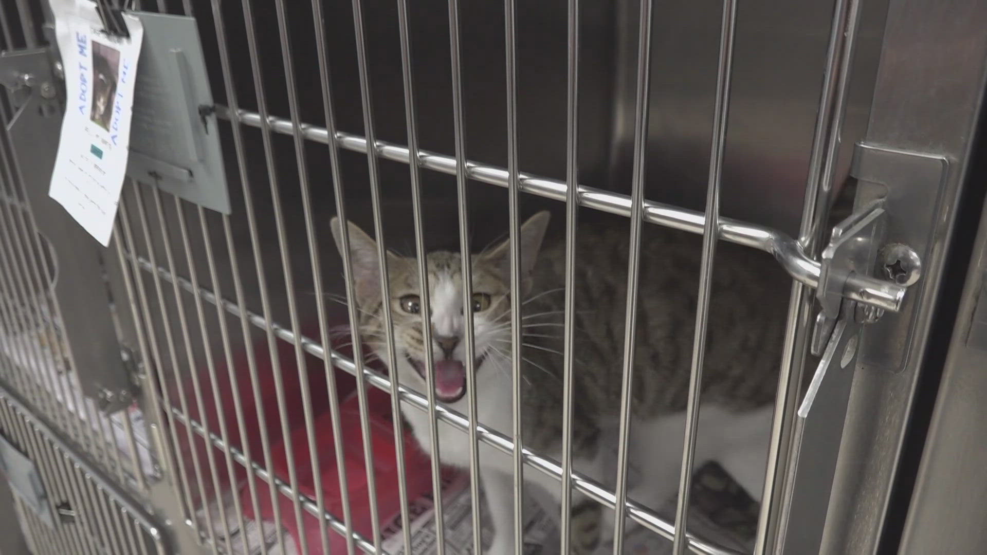 Local animal advocates are raising concerns about the conditions and ...