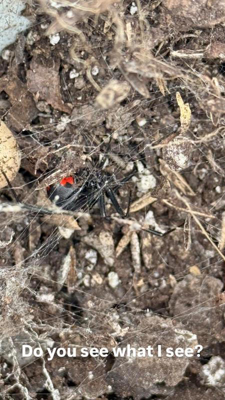 Carrie Underwood Shares Creepy Photo From Her Farm