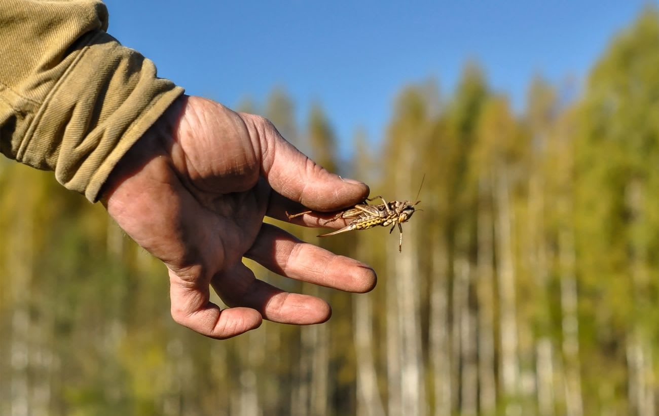 Locust invasion in Ukraine: What's a real cause — war or weather?
