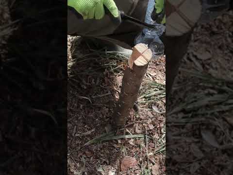 Primitive Shelter Building: Wilderness Survival Techniques in a Forest ...