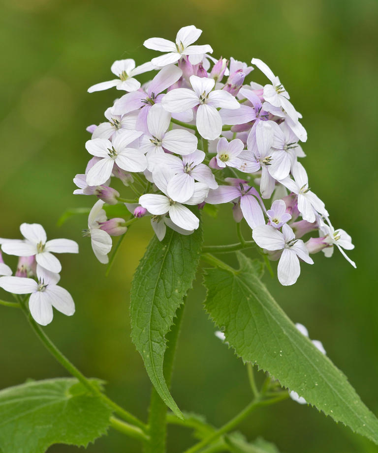 Plant these 7 self-seeding flowers in August and effortlessly triple ...