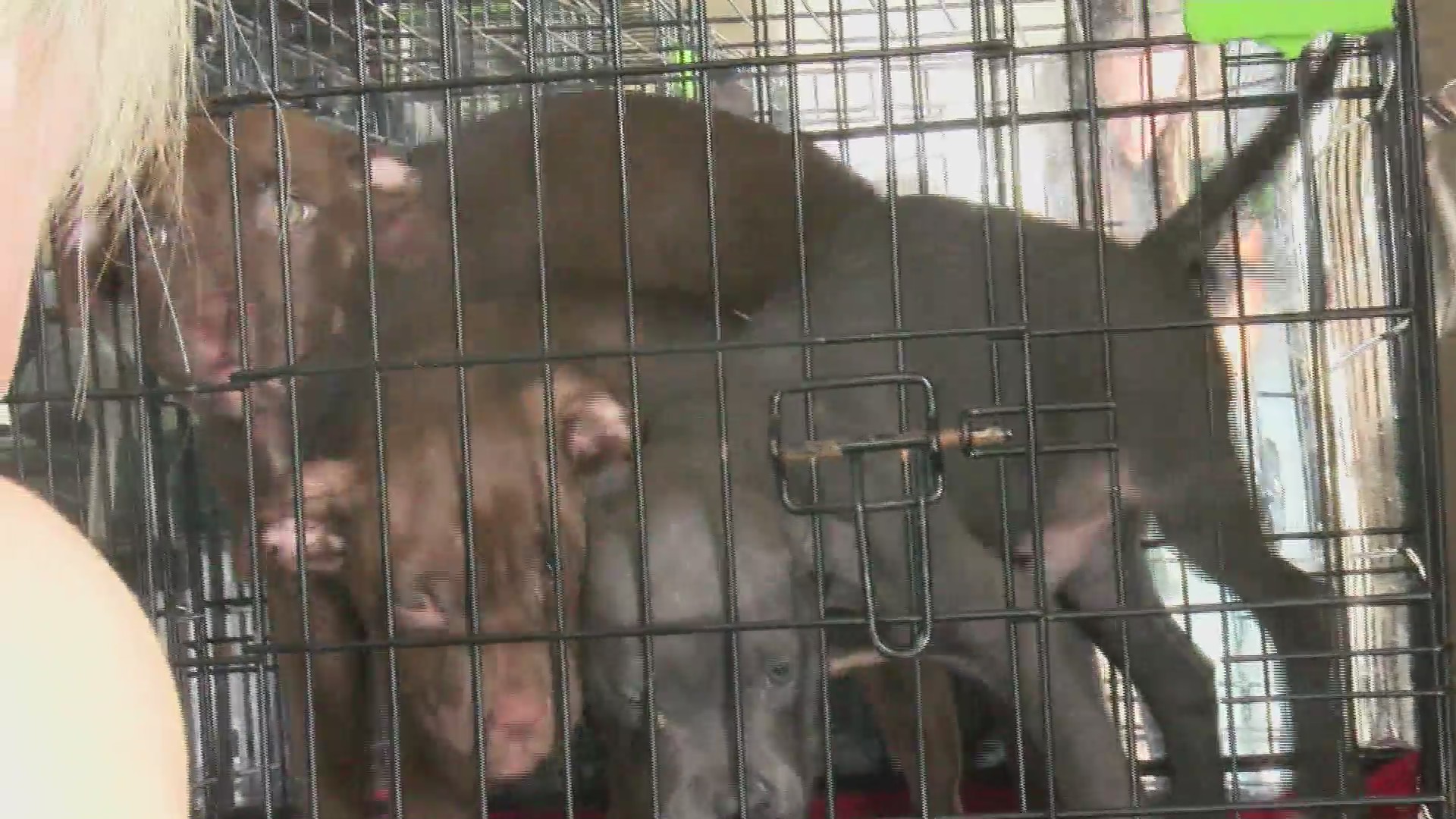 The Hope Highway provides nearly two dozen dogs with a second chance ...