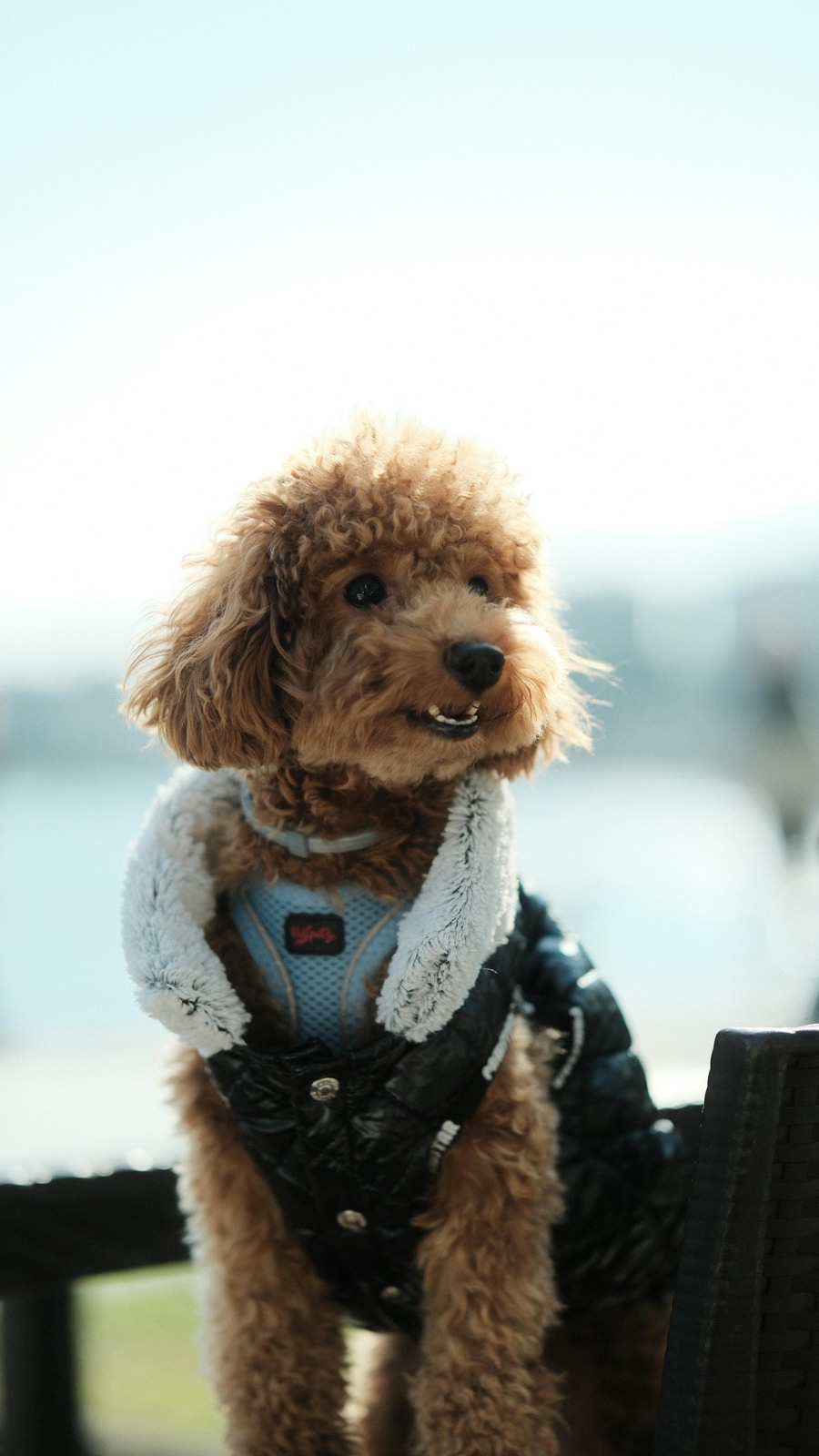 Fun Facts About Dogs You Probably Didn T Know