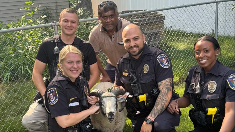 Richfield Police chase sheep through neighborhood