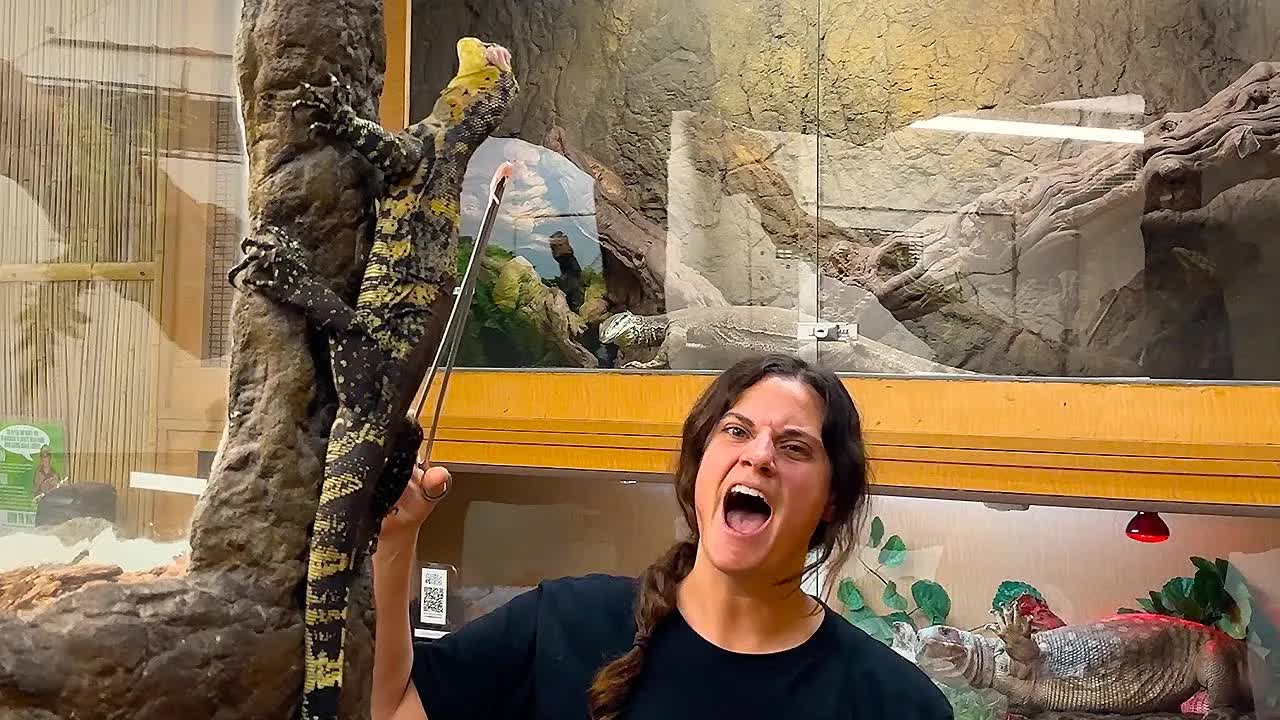 Monitor lizards feeding frenzy at the reptile zoo
