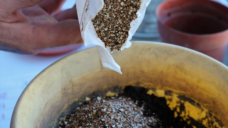 10 Tricks To Increase Seed Germination Rate For A Flourishing Garden