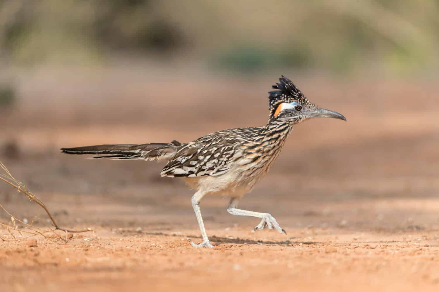 10 Amazing Animals Living in the Desert