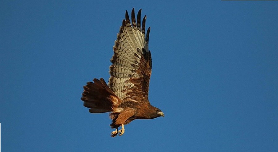 Red-tailed hawk to be released at Maymont next week