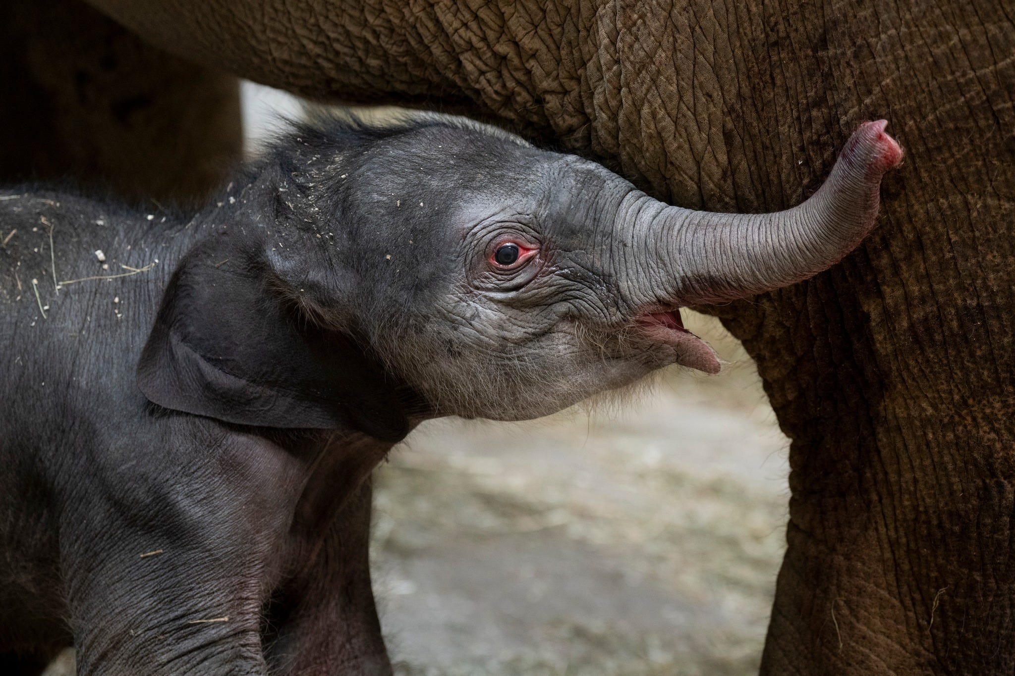 Elephant on parade! When will Columbus Zoo's newborn calf make its ...