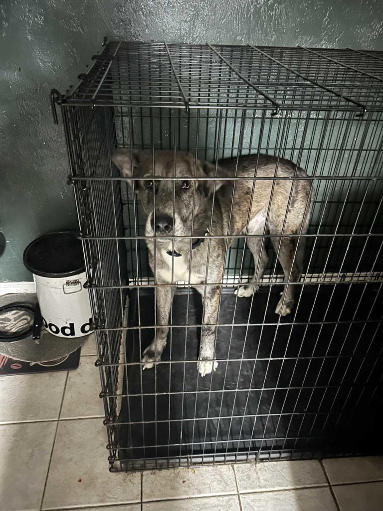 5-month-old boy killed by 130-pound dog in Volusia County, sheriff says