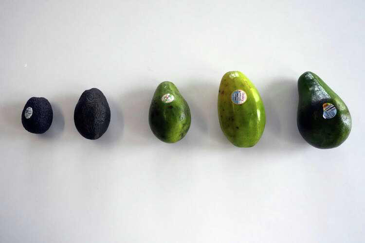 Why a large, shiny avocado at a Houston supermarket sent me on an epic ...