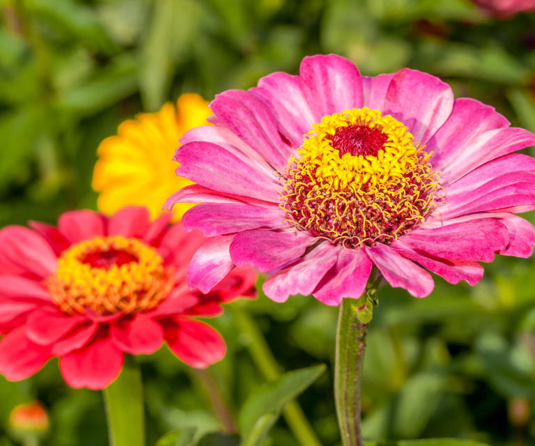 Don’t wait! Plant these 9 flower seeds in May for nonstop summer color